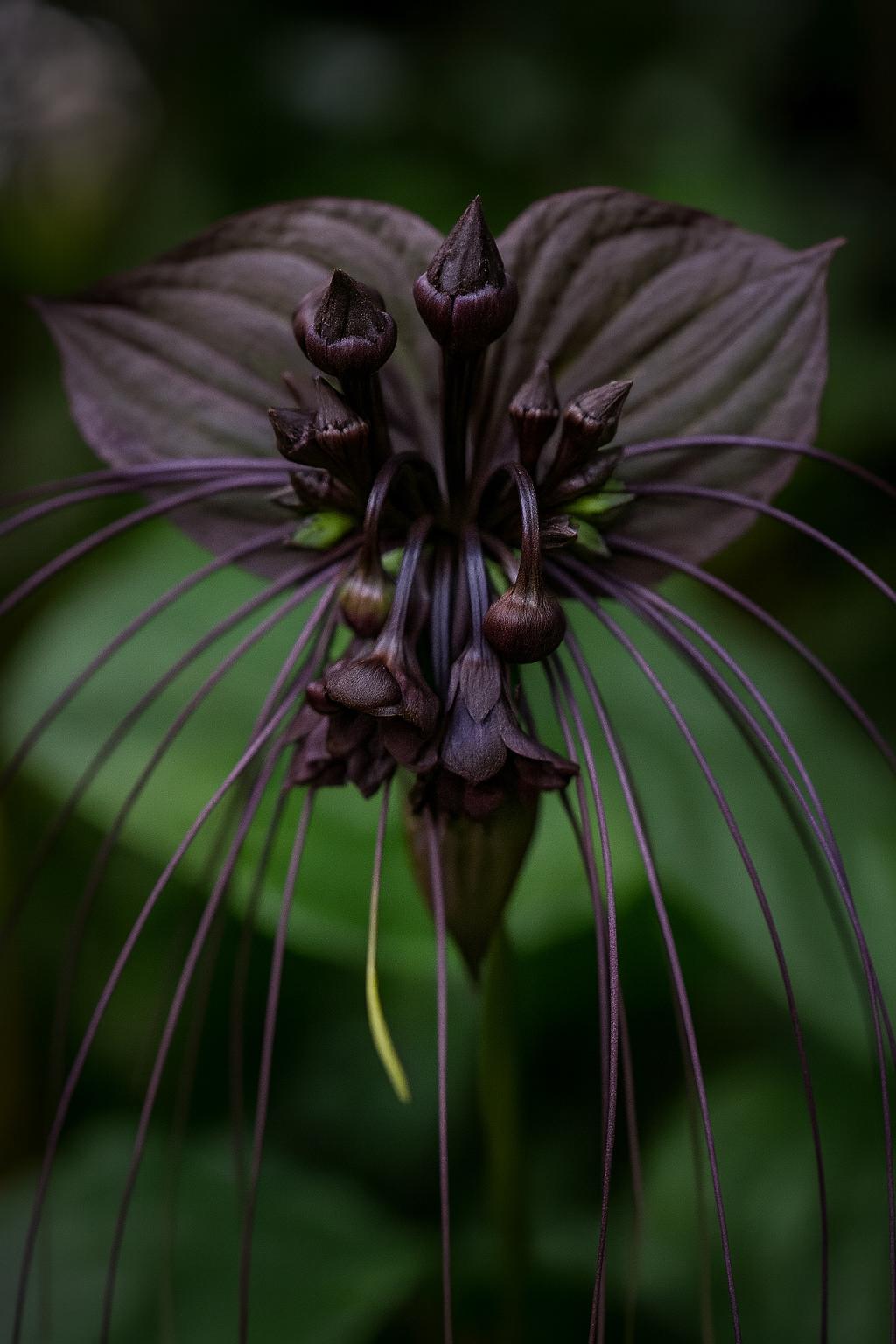 5 Black Bat Orchid Seeds - Tacca Chantrieri RARE Tropical Flower ...