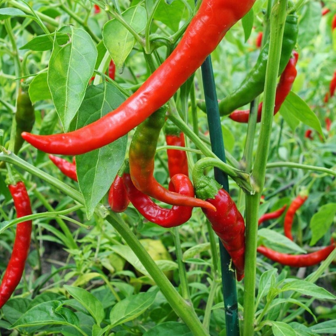 30 Erjintiao Chinese Hot Pepper Seeds - Long 8 Inch Red Thin Chili ...