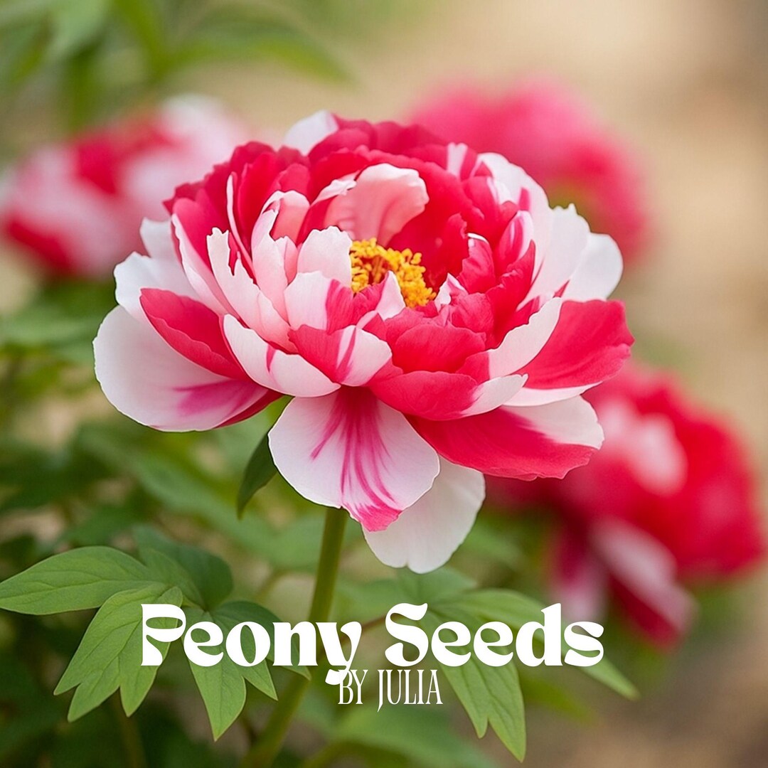 Silky Flag Peony Seeds: 10 Rare White & Red Bi-color Blooms - Etsy