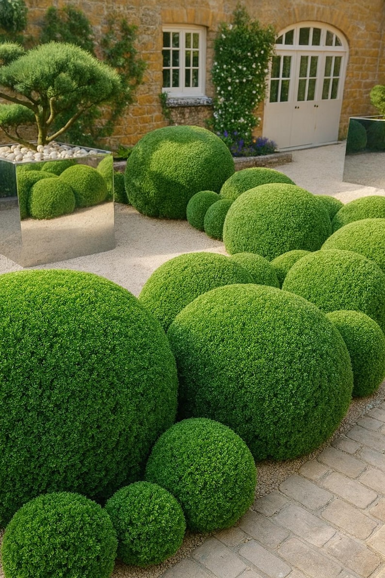 20 Fresh Seeds English Boxwood - Buxus Sempervirens, Hardy Evergreen ...