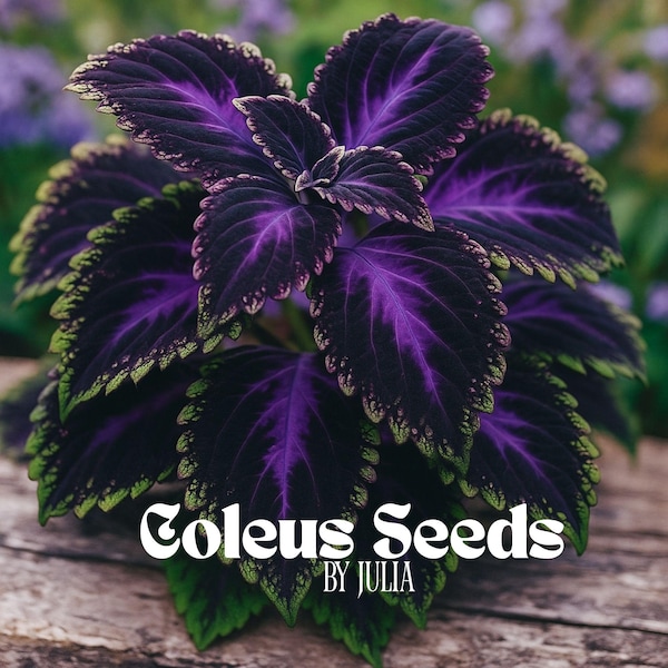 Black Purple Coelius - Etsy