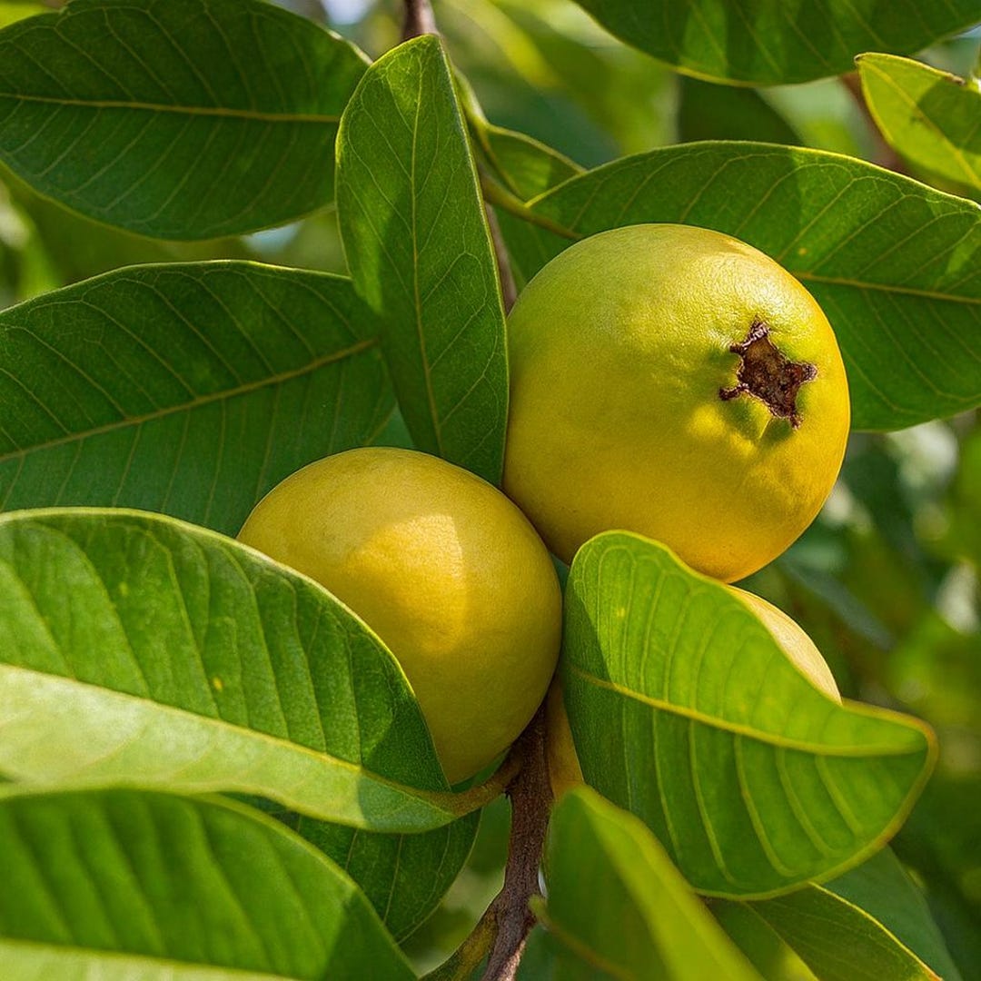 50 Lemon Guava Seeds - Psidium Lucidum Seeds for Garden Planting, Home ...