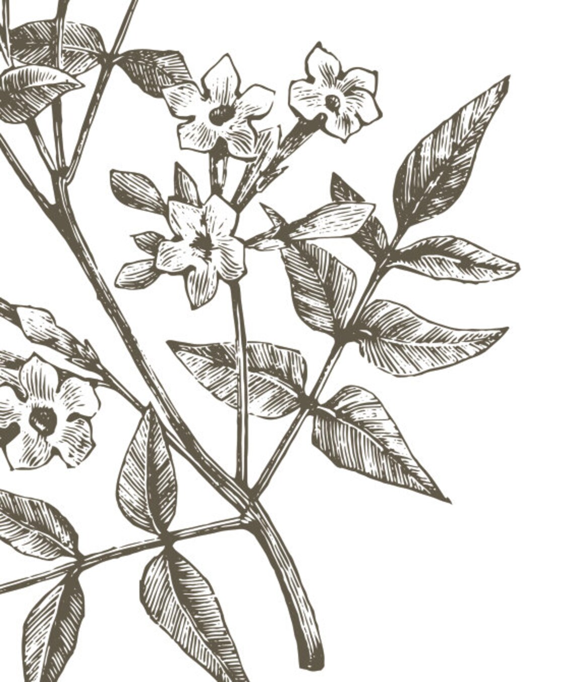 Botanical Prints Botanical Print Set Botanical Art Botanical Wall Art ...