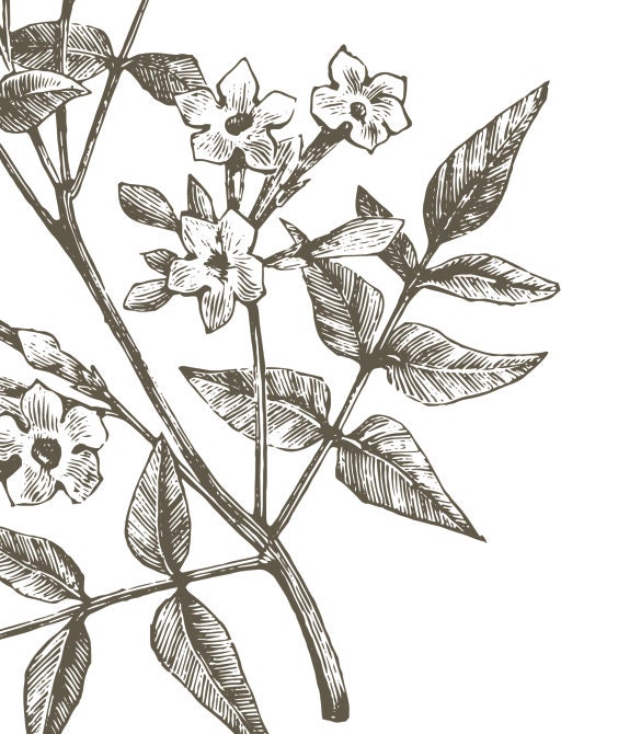 Botanical Prints Botanical Print Set Botanical Art Botanical Wall Art ...