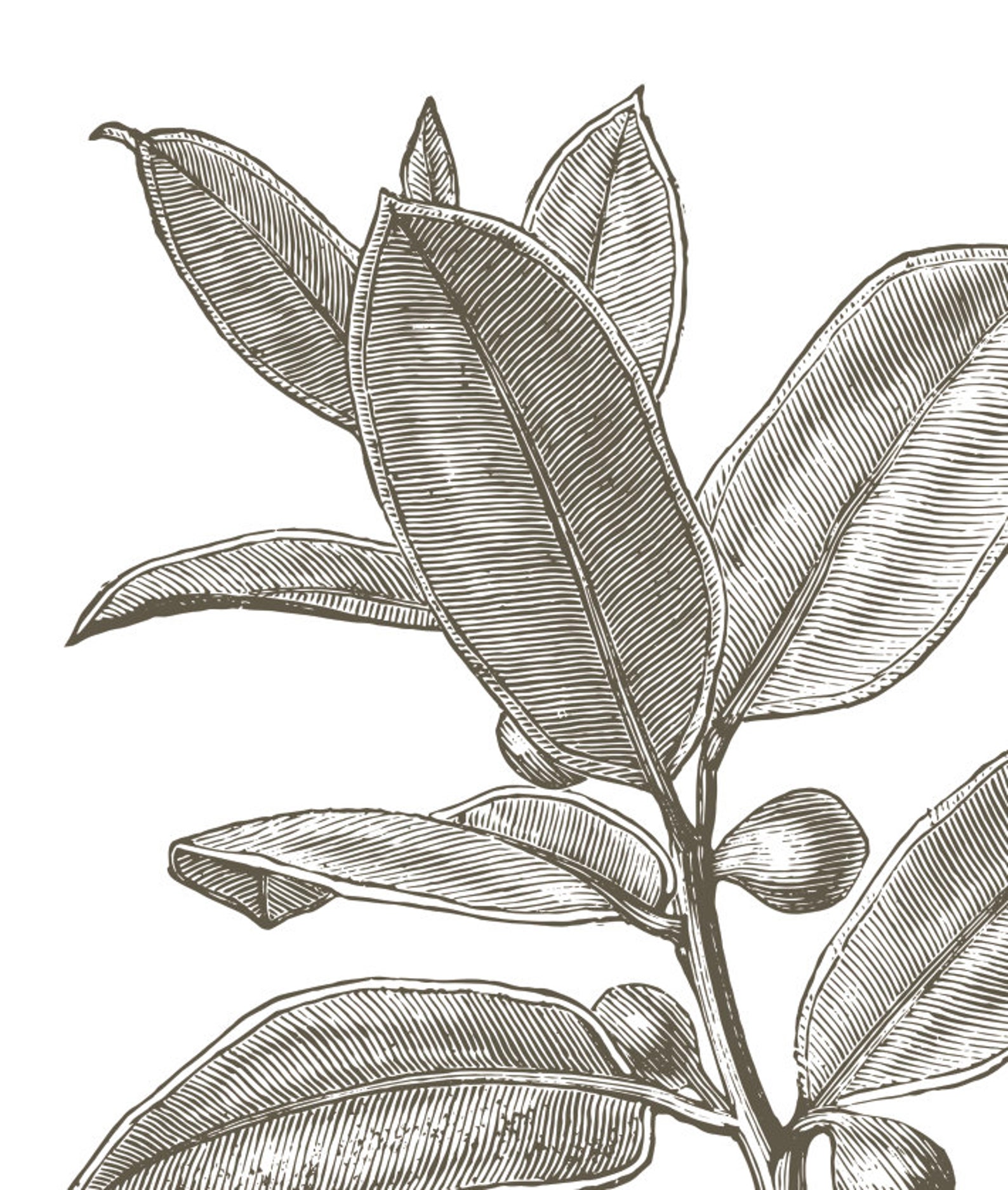 Botanical Prints Botanical Print Set Botanical Art Botanical - Etsy