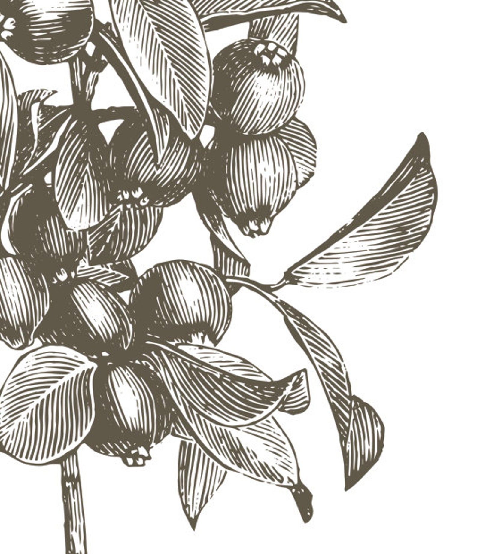 Botanical Prints Botanical Print Set Botanical Art Botanical Wall Art ...