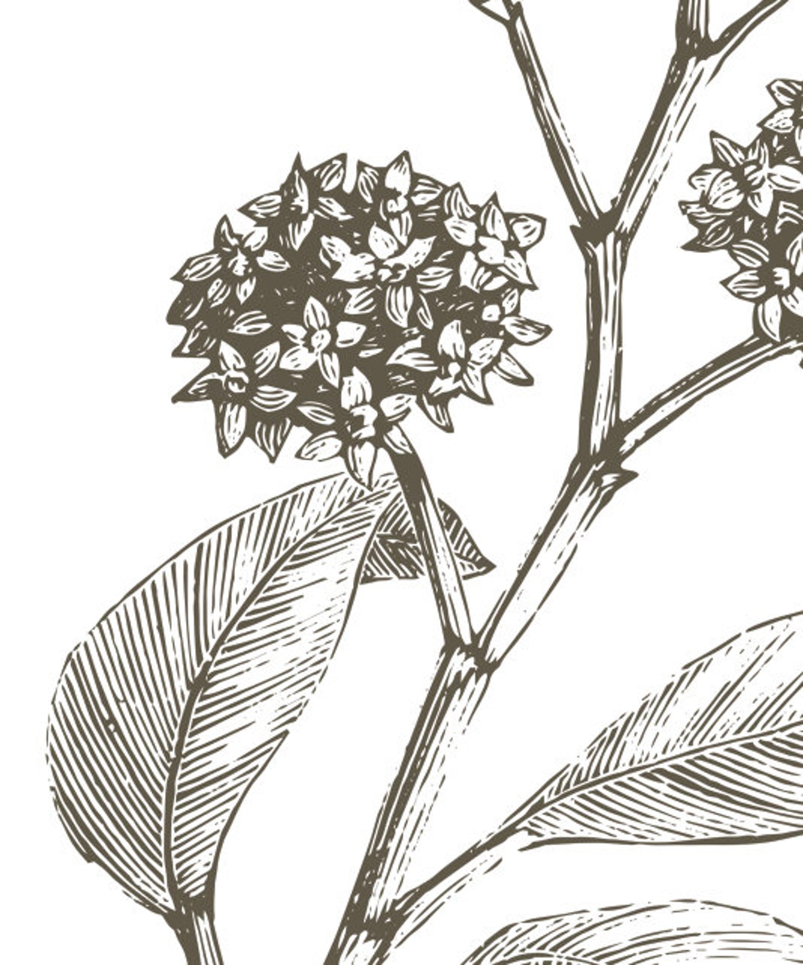 Botanical Prints Botanical Print Set Botanical Art Botanical Wall Art ...