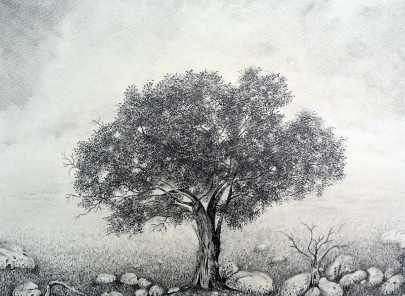 Hawthorn Plant Drawing
