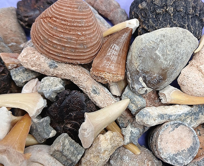 Authentic Large Fossil Selection Gift Box: 80+ Trilobite Ammonite Shark ...