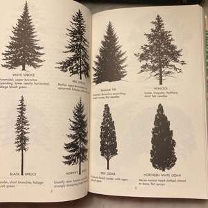 Field Guide to Trees and Shrubs George A. Petrides Roger Tory Peterson ...