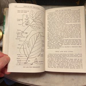 Field Guide to Trees and Shrubs George A. Petrides Roger Tory Peterson ...