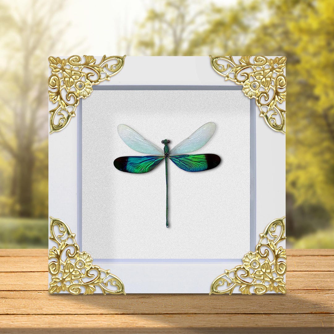 Framed Damselfly Specimen - Real Insect Taxidermy, Entomology Gift - Etsy