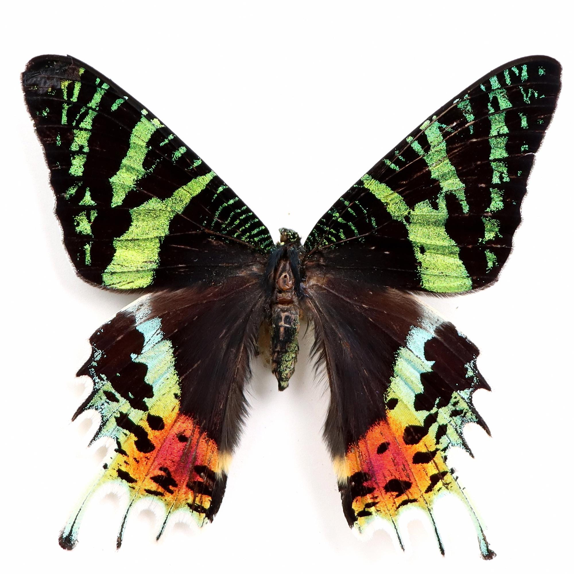 Real Sunset Moth, Sun Moth, the Most Beautiful Butterfly, Dried ...