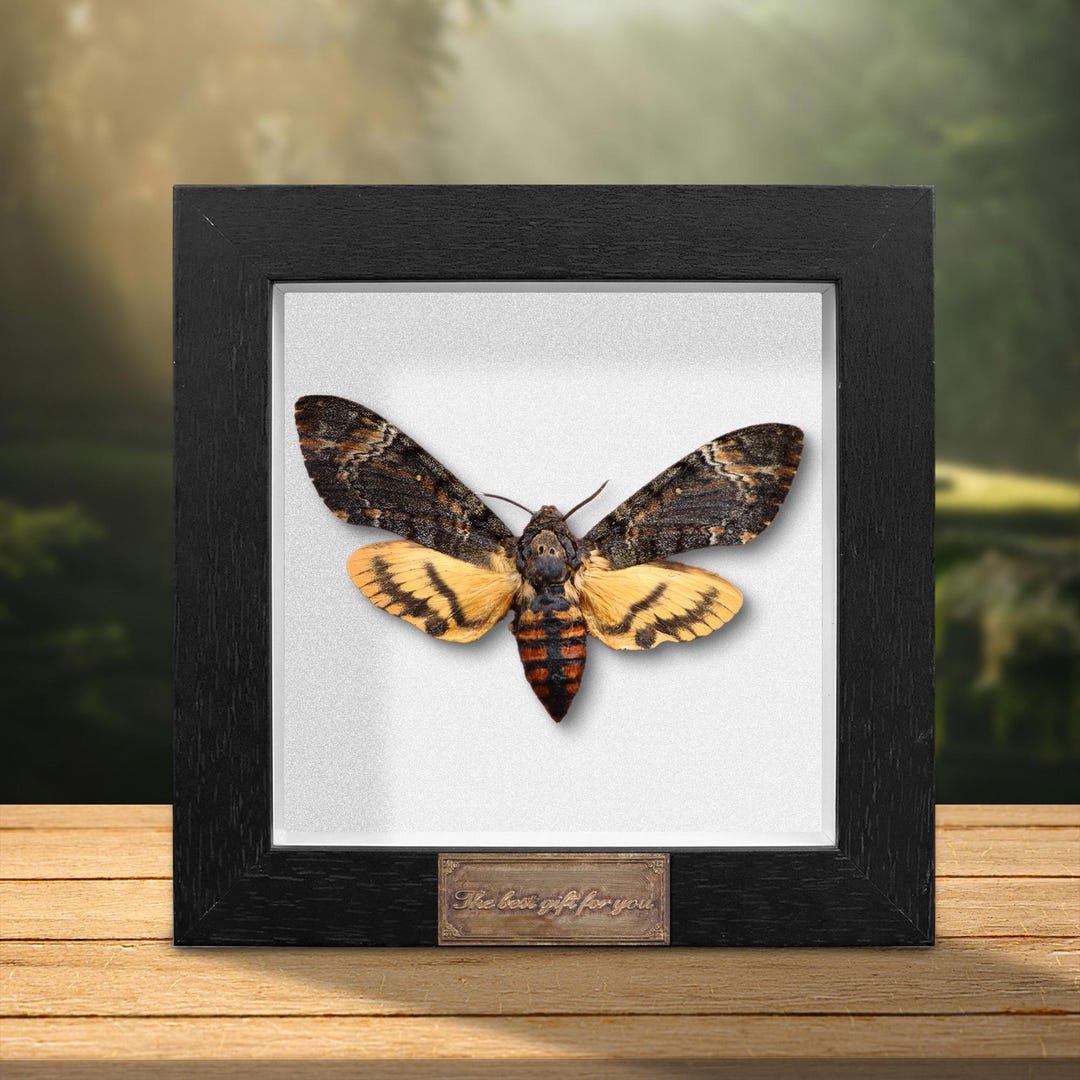 Real Framed Death Head Moth Acherontia, Intricately Preserved Gothic ...