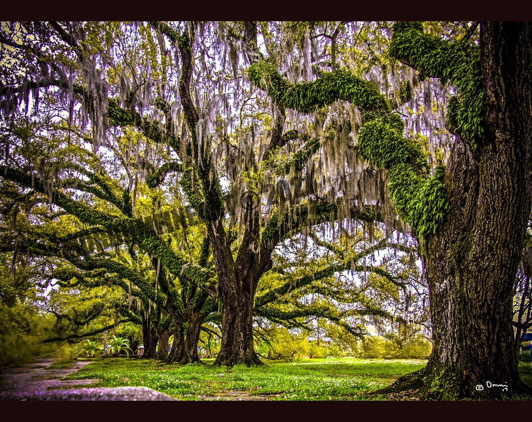 City Park Moss Tree by Omni Dulin - Etsy