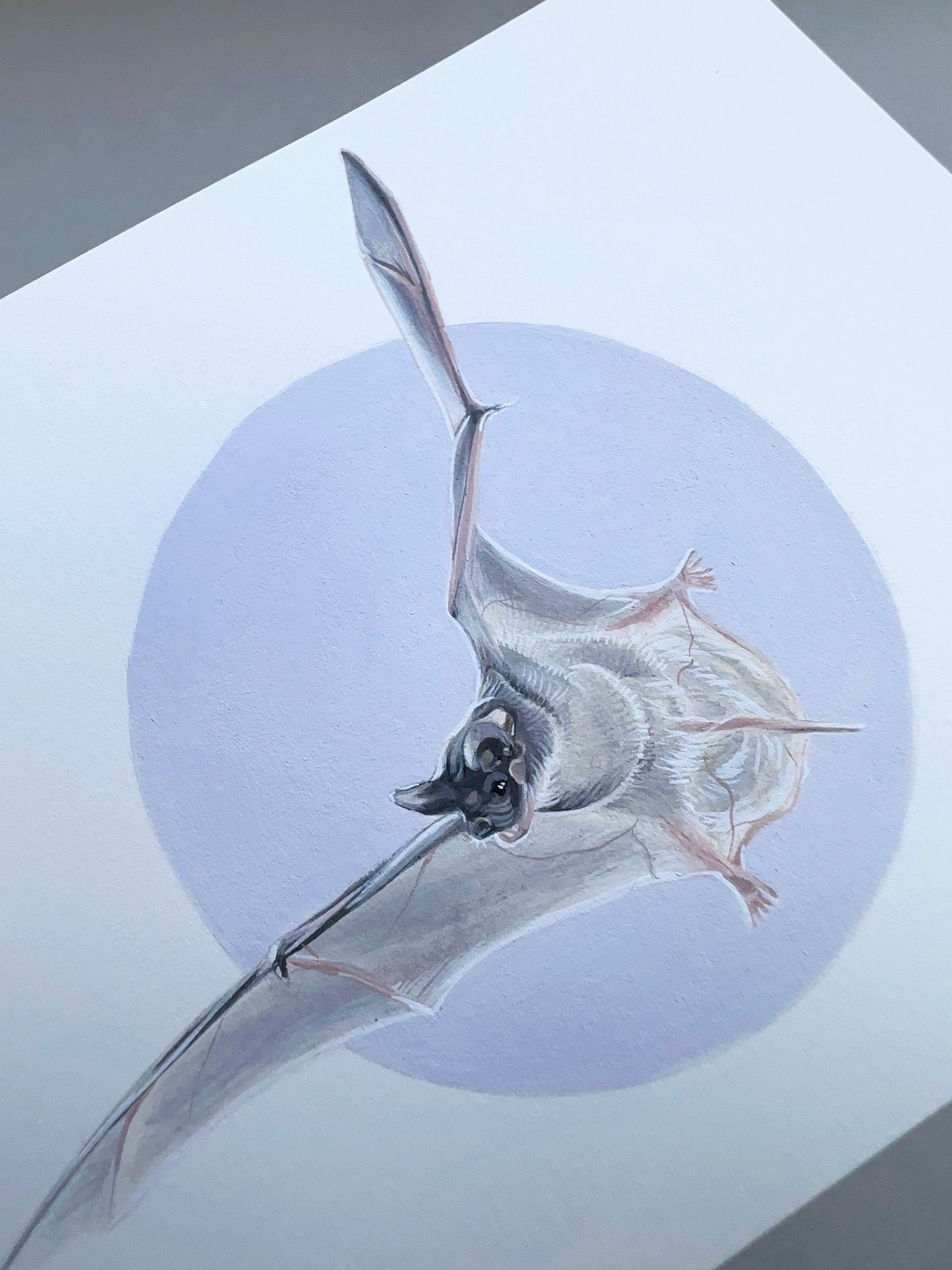 Mexican Free Tailed Bat Original Painting Austin Texas Wildlife South ...