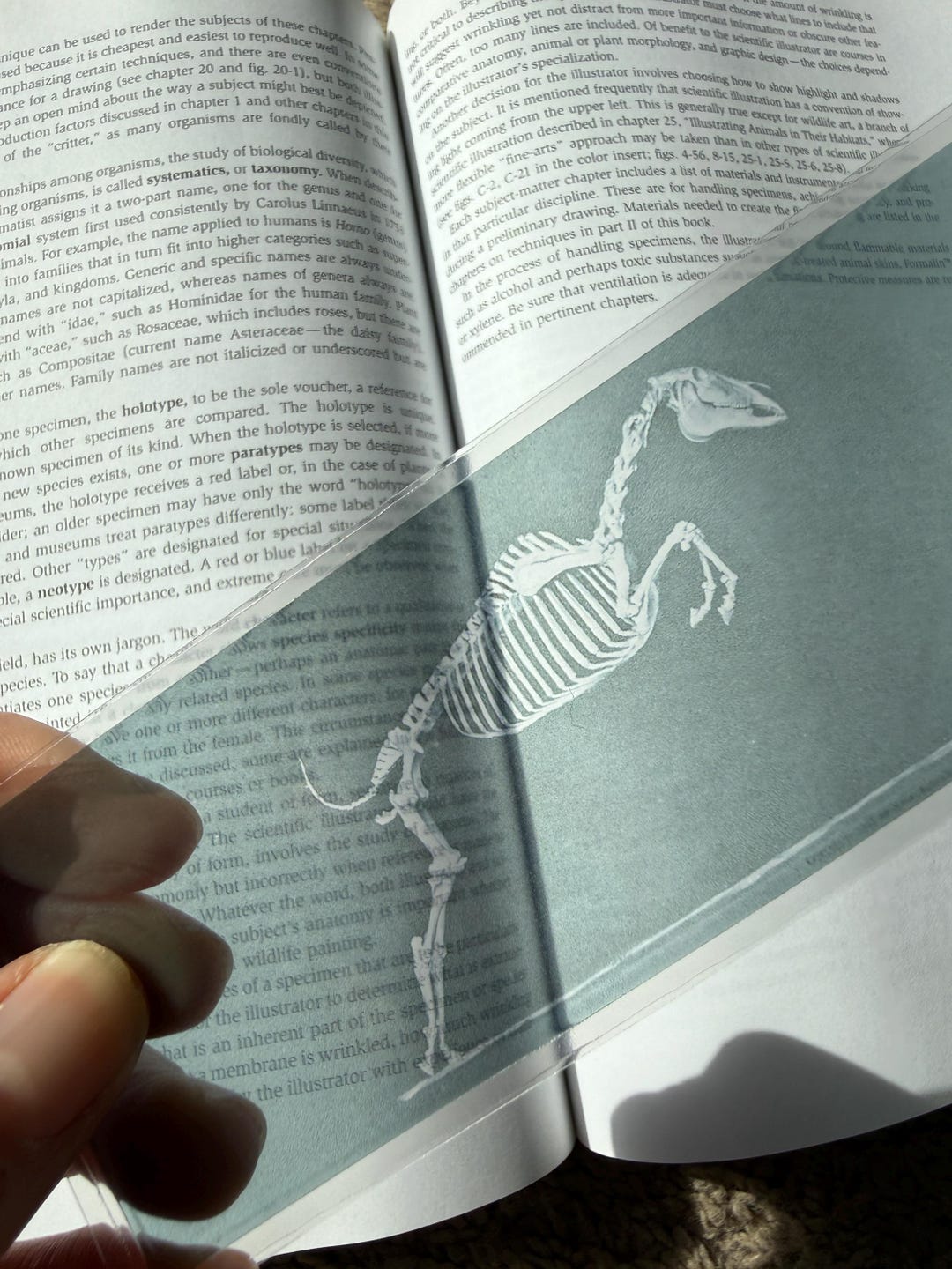 Horse Skeleton Bookmark - Transparent Veterinary Vintage Inspired - Etsy