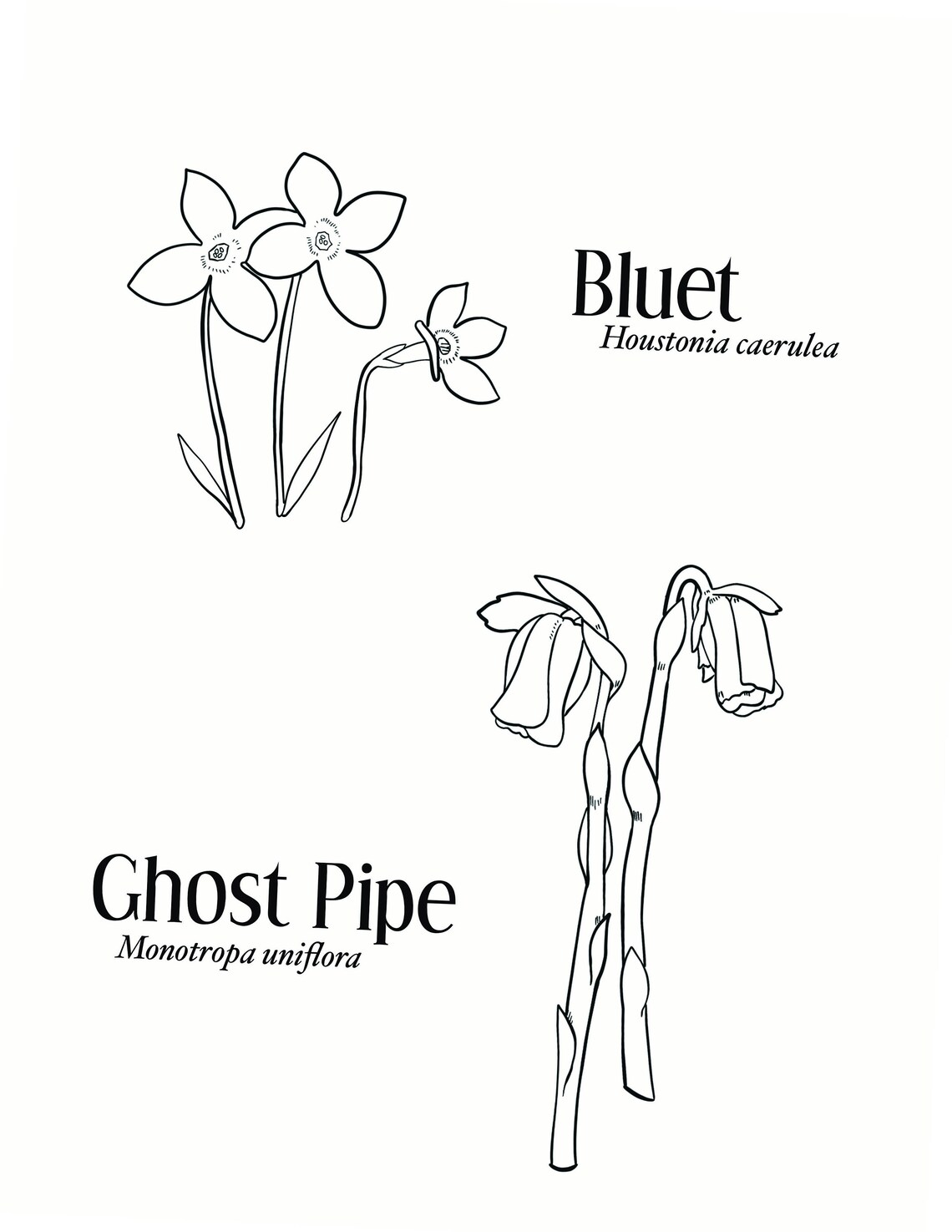 DIGITAL DOWNLOAD Native Plants Coloring Pages - Etsy