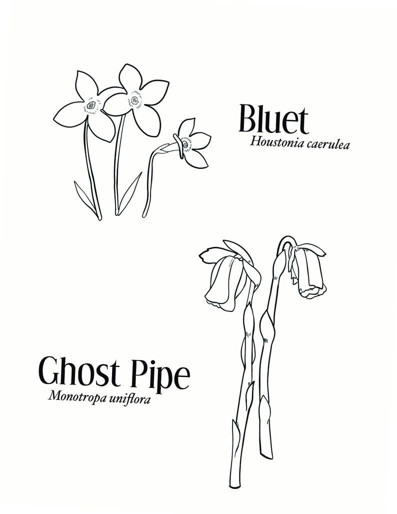 DIGITAL DOWNLOAD Native Plants Coloring Pages - Etsy