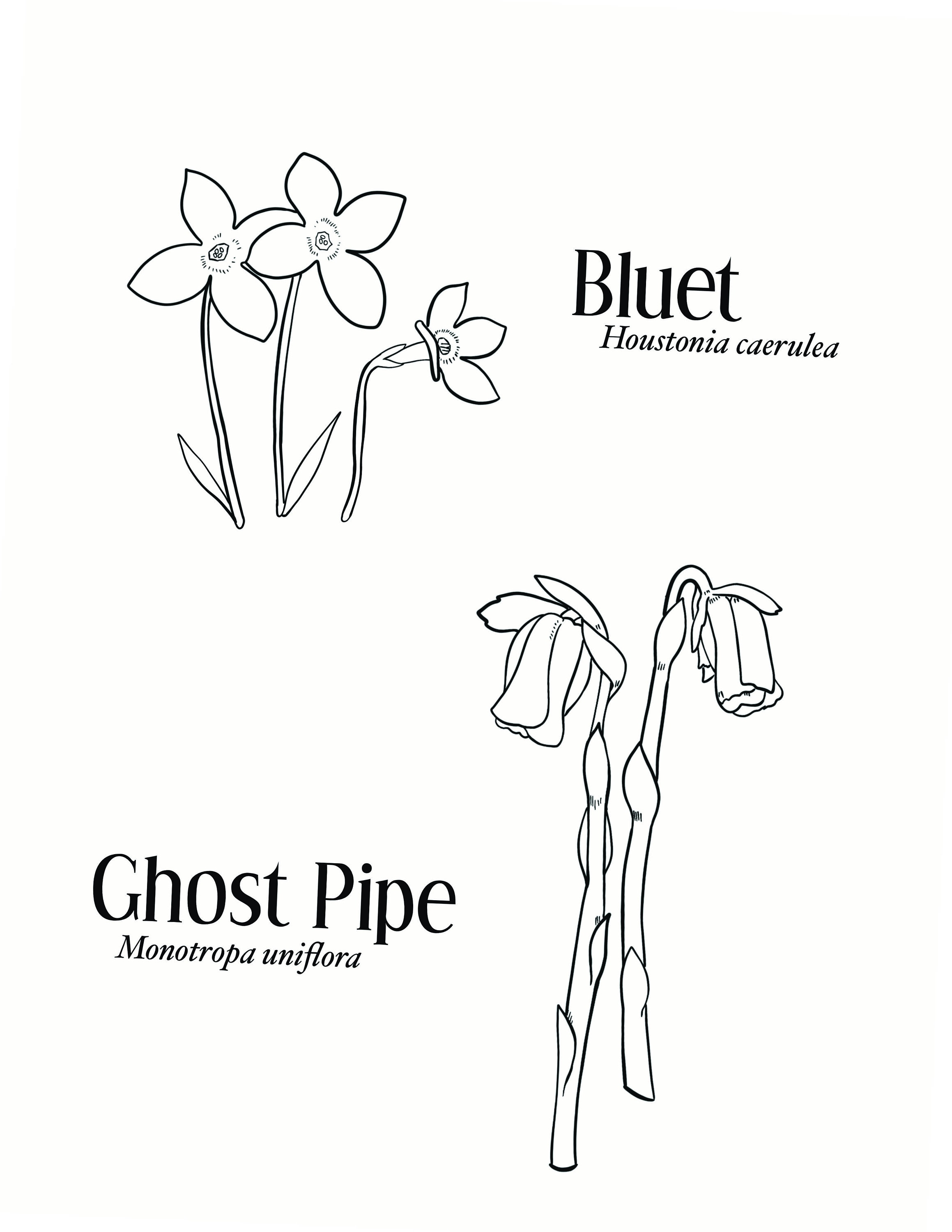 DIGITAL DOWNLOAD Native Plants Coloring Pages - Etsy
