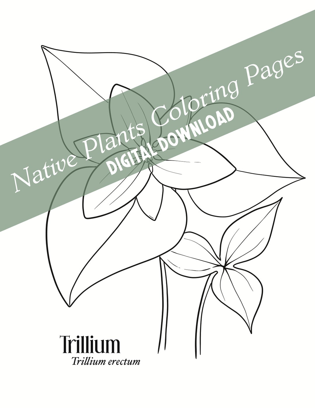 DIGITAL DOWNLOAD Native Plants Coloring Pages - Etsy
