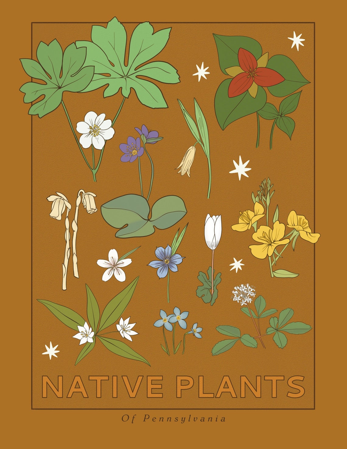 Native Plants Poster 12"x18" - Etsy