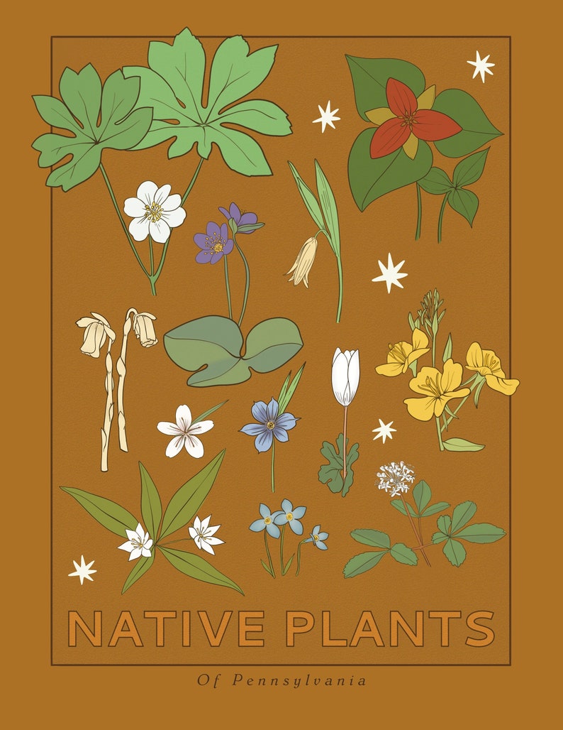 Native Plants Poster 12"x18" - Etsy