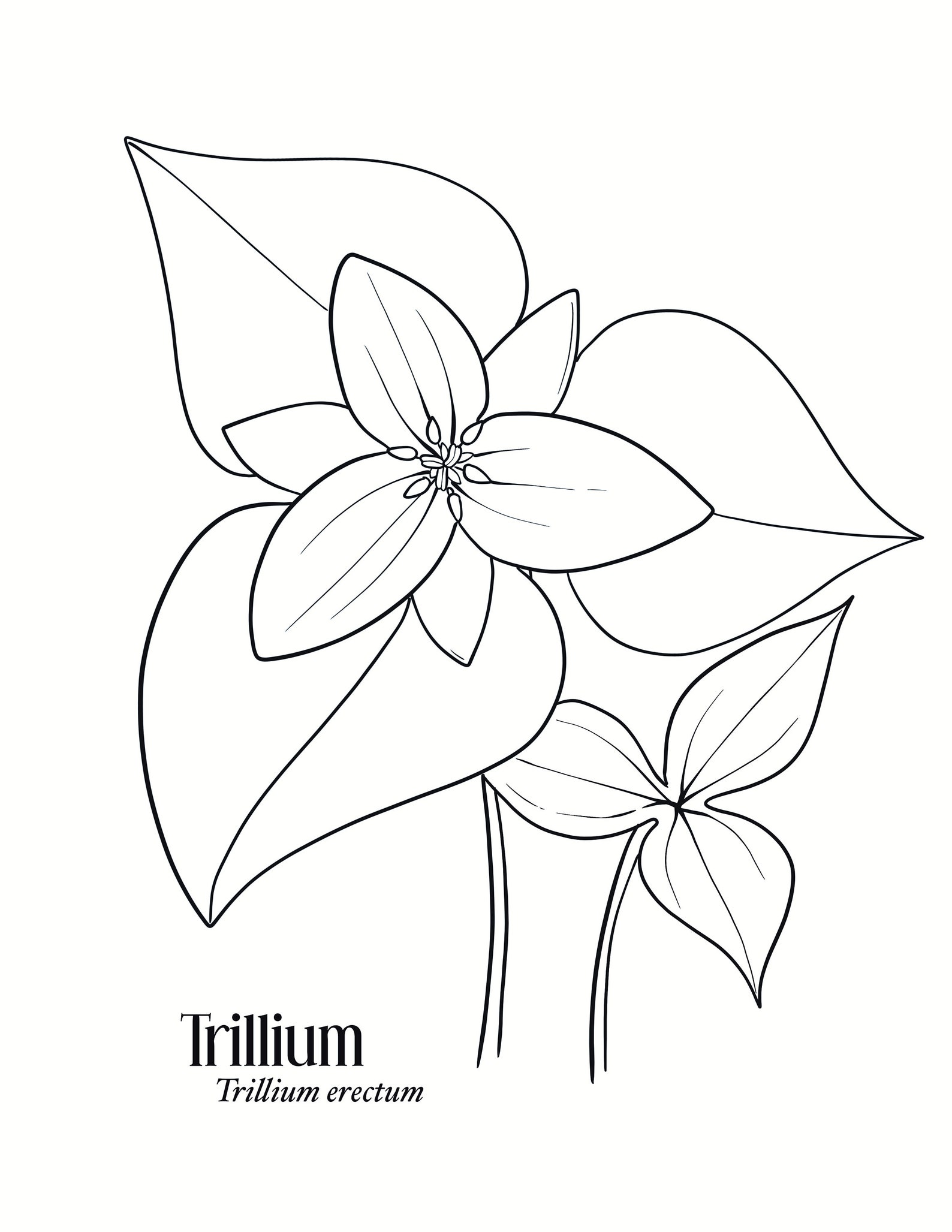 DIGITAL DOWNLOAD Native Plants Coloring Pages - Etsy