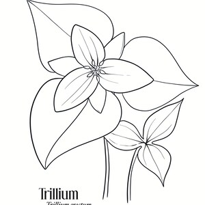 DIGITAL DOWNLOAD Native Plants Coloring Pages - Etsy
