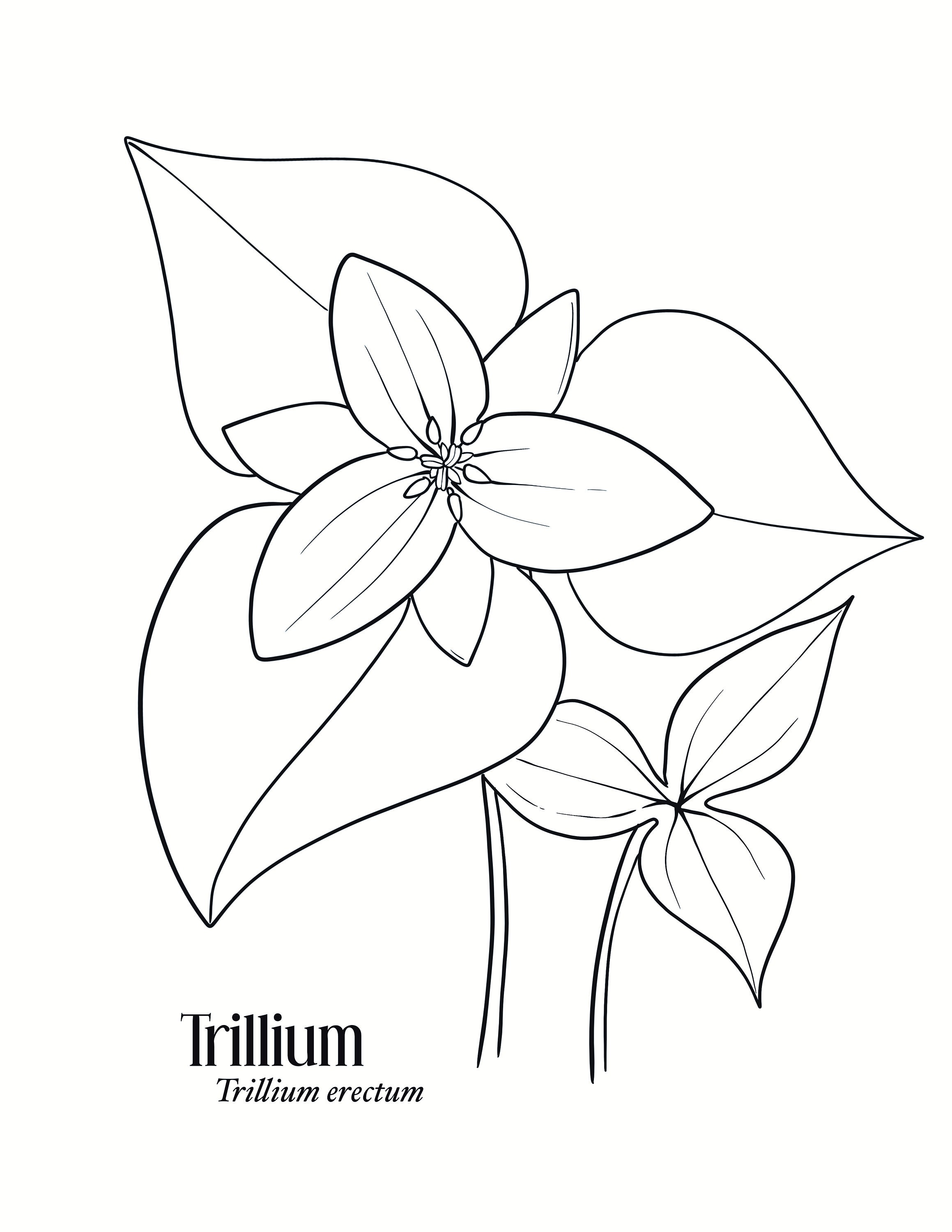 DIGITAL DOWNLOAD Native Plants Coloring Pages - Etsy