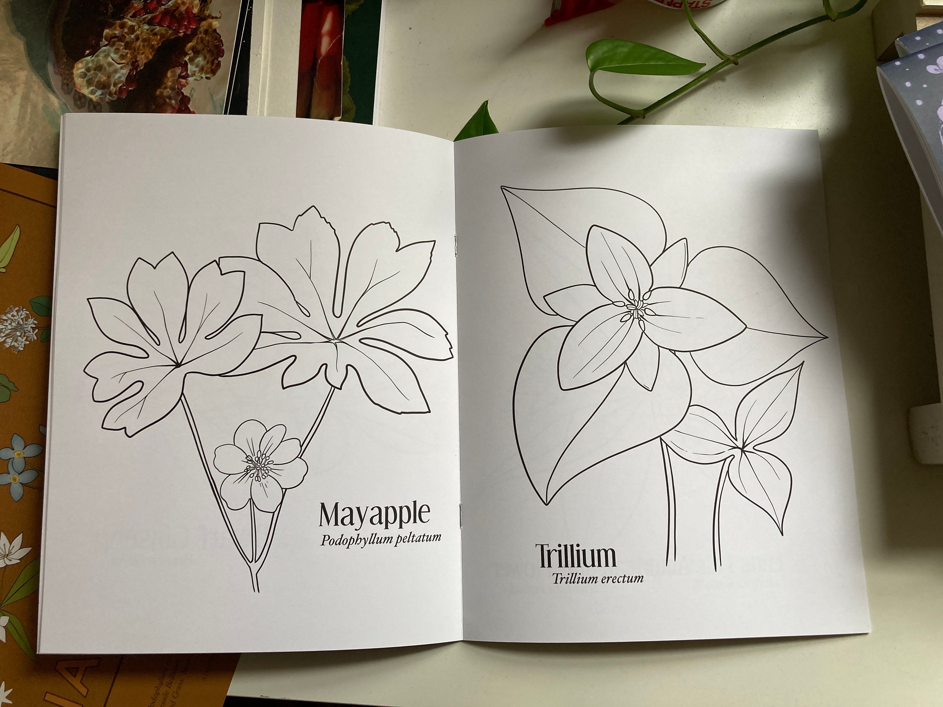 Native Plants Coloring Pages - Etsy