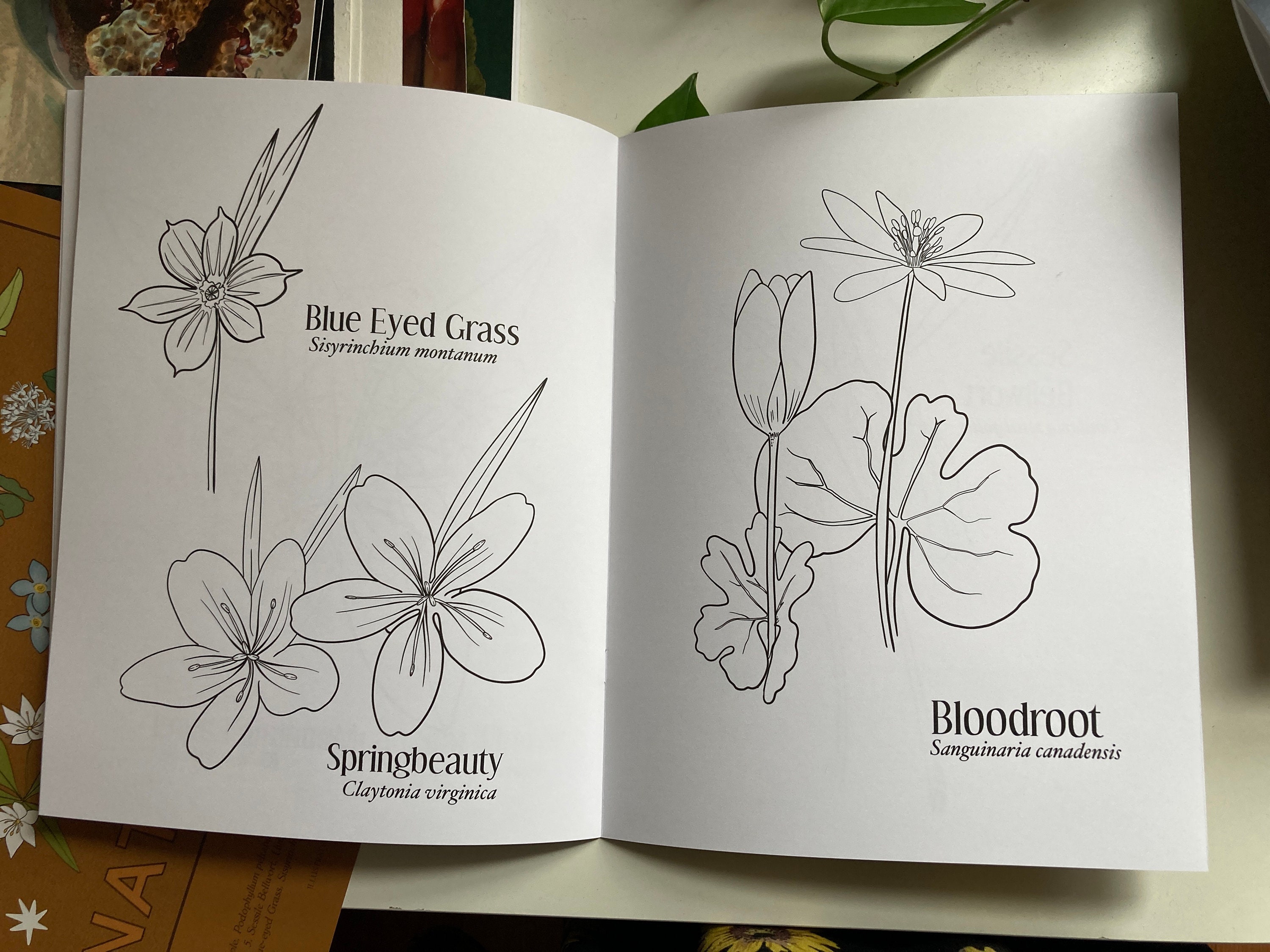 Native Plants Coloring Pages - Etsy