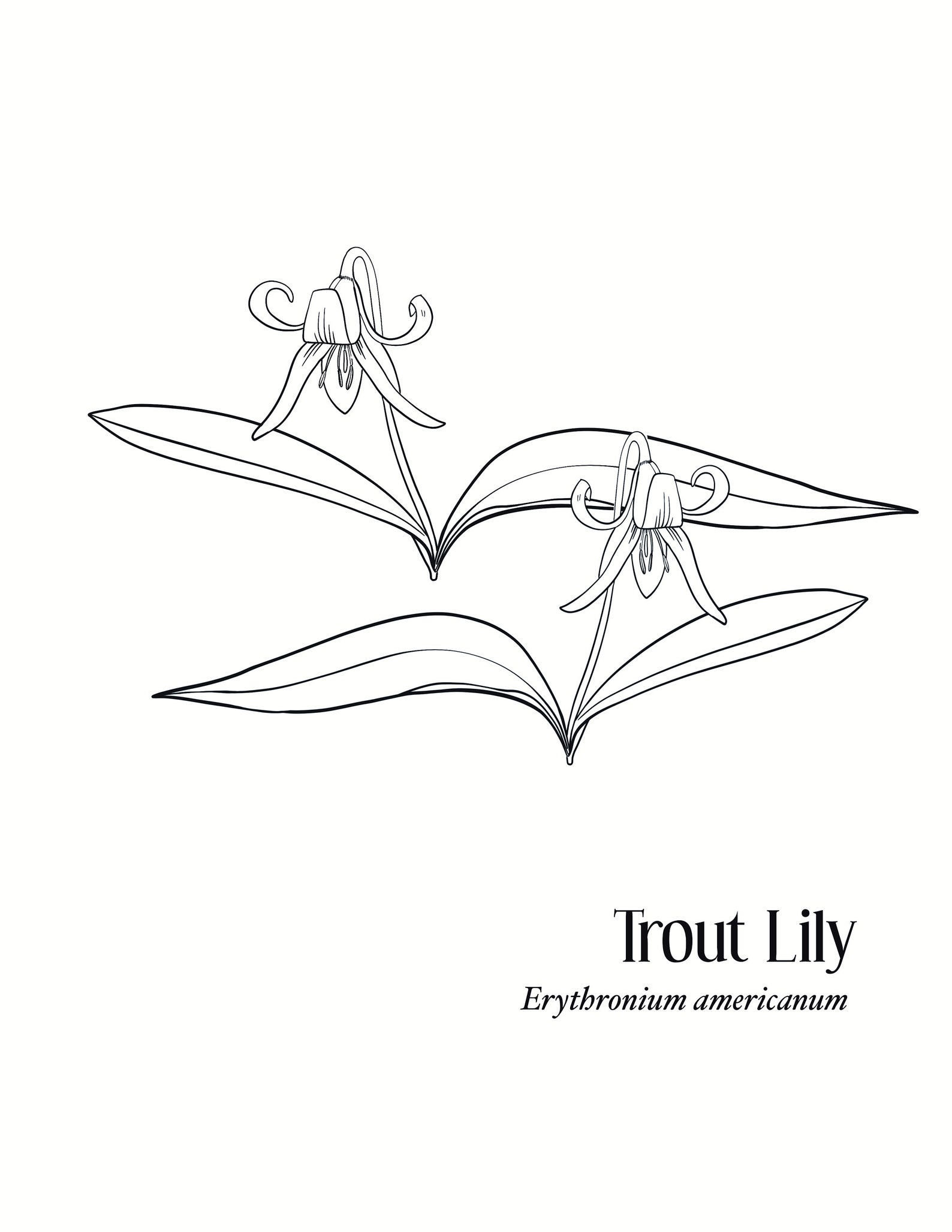 DIGITAL DOWNLOAD Native Plants Coloring Pages - Etsy