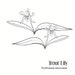 DIGITAL DOWNLOAD Native Plants Coloring Pages - Etsy