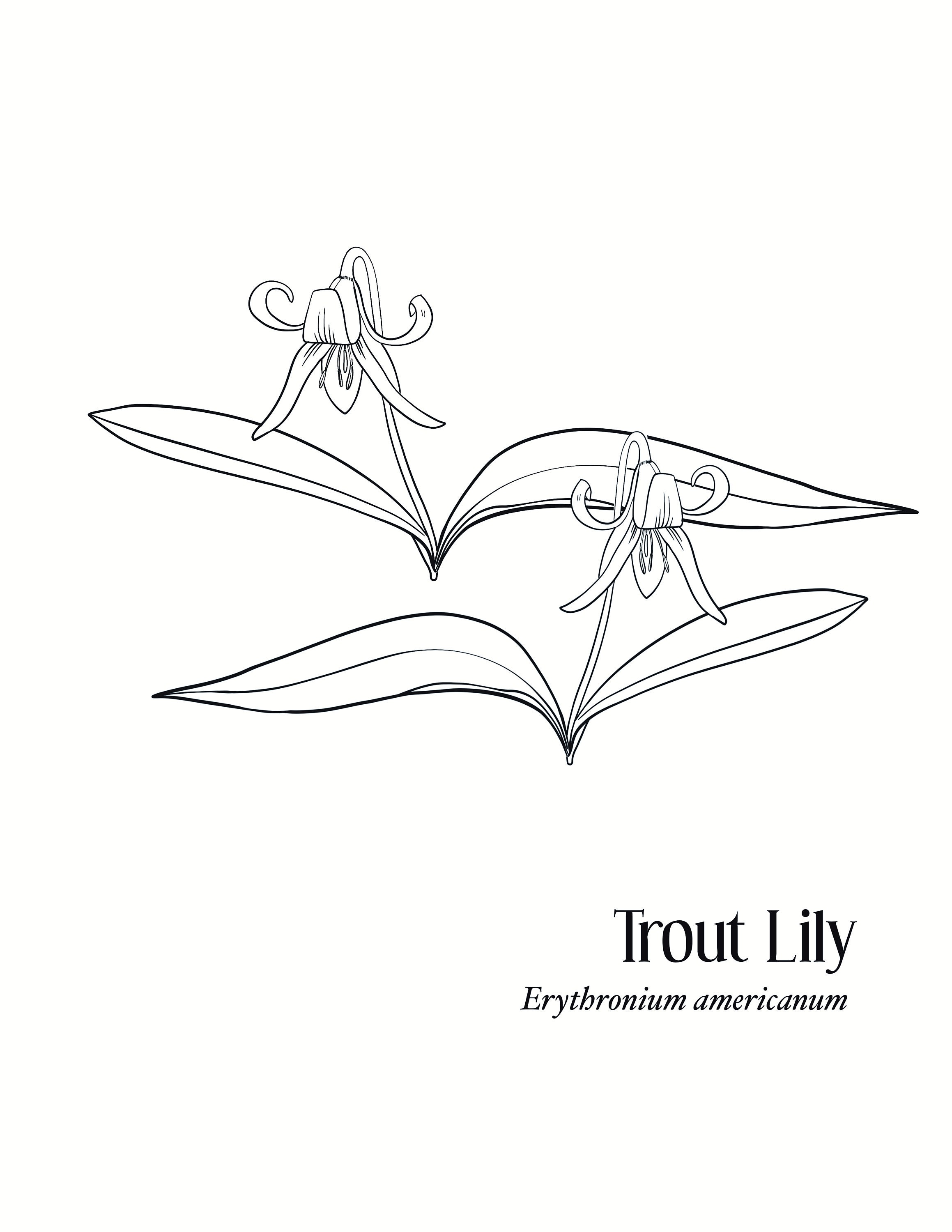 DIGITAL DOWNLOAD Native Plants Coloring Pages - Etsy