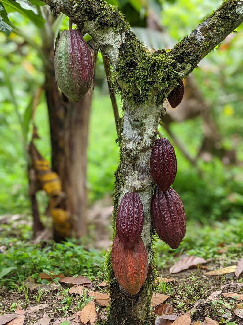 100% Shade Grown 'nacional' Heirloom Cacao Unsweetened 500g Brick - Etsy