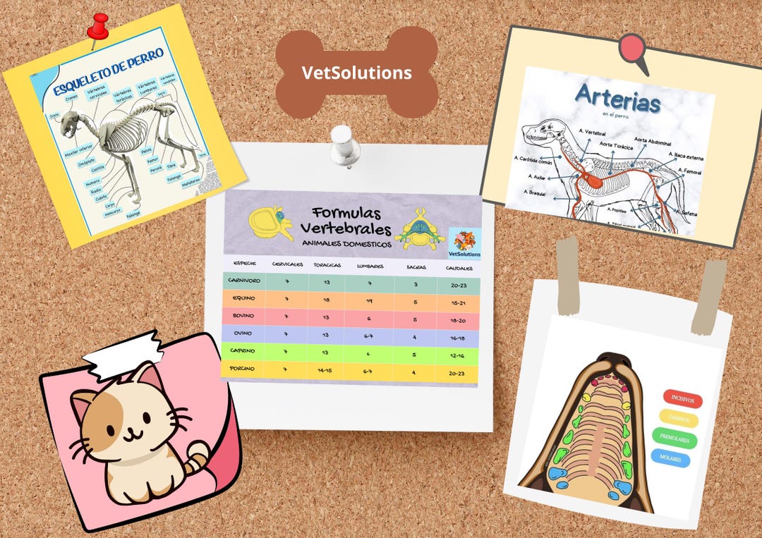 4 Printable Posts for Veterinary Clinics in Spanish - Etsy Australia