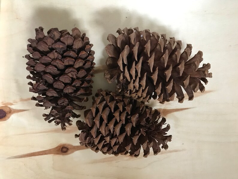 Set of 6 Large Pinecones/ 6 Inch+craft-decor - Etsy