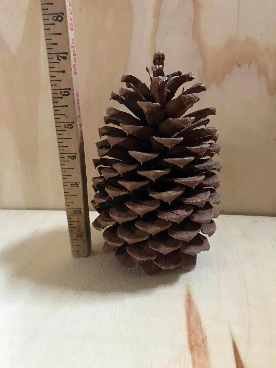 Set of 6 Large Pinecones/ 6 Inch+craft-decor - Etsy