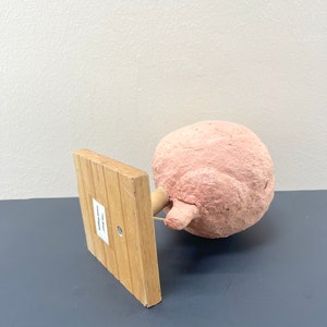 Vintage Papier-mâché Brain Unique Science Anatomy Home Decor With ...