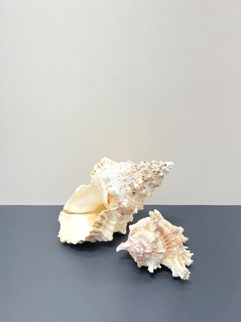 2 Vintage Horned Spiky Conch Seashells Nature Natural Beach Ocean Decor ...