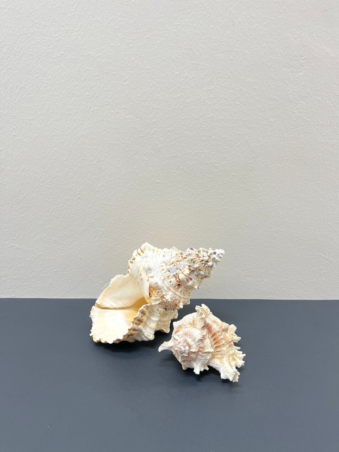 2 Vintage Horned Spiky Conch Seashells - Etsy