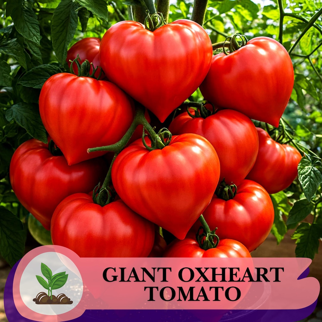 20 Giant Oxheart Tomato Seeds – Heirloom, Non-gmo - Etsy