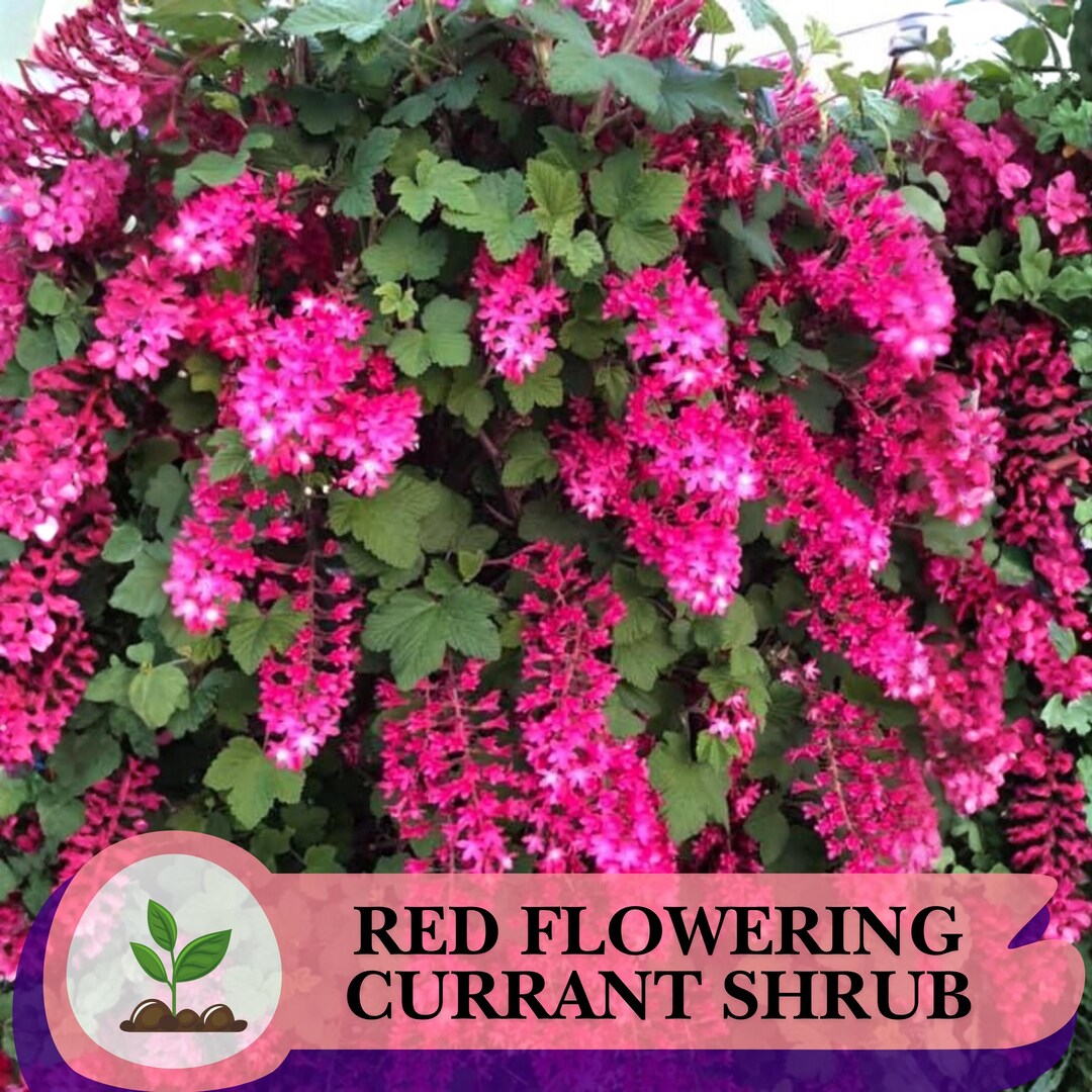 10 Red Flowering Currant Shrub Seeds – Ribes Sanguineum – Vibrant ...