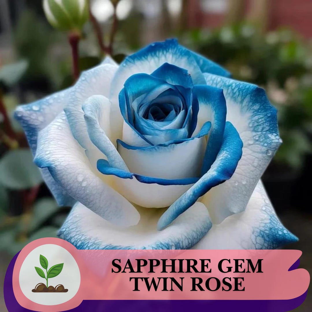 20 Sapphire Gem Twin Rose Seeds – Rare Double-bloom, Non-gmo - Etsy
