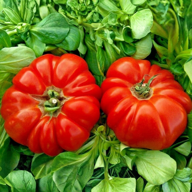 20 Giant Oxheart Tomato Seeds – Heirloom, Non-gmo - Etsy