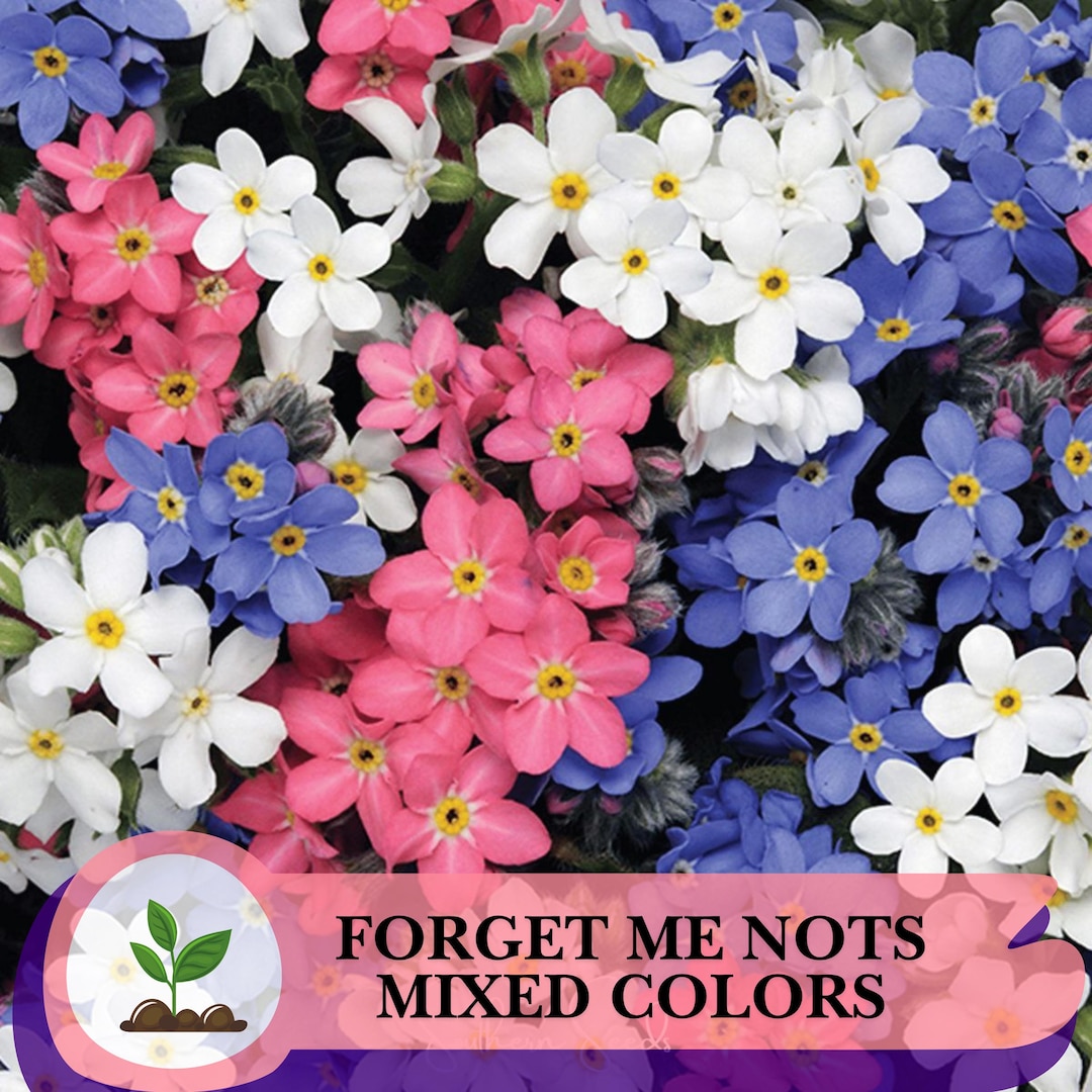 Forget-me-not Mixed Colors Seeds – 500 Non-gmo Perennial – Early Spring ...