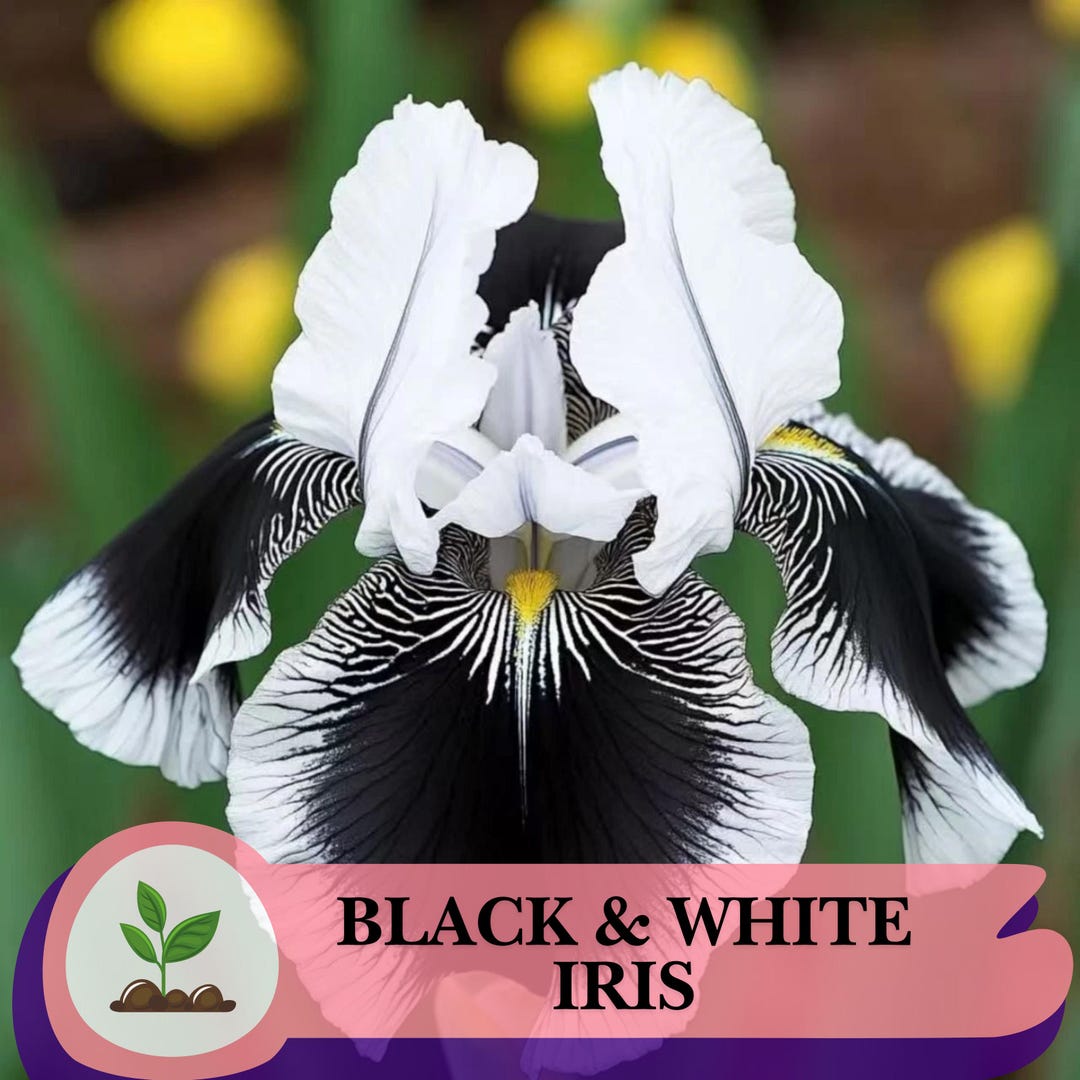 35 Black & White Iris Seeds – Rare Bicolor Perennial Blooms, Zones 4–9 ...