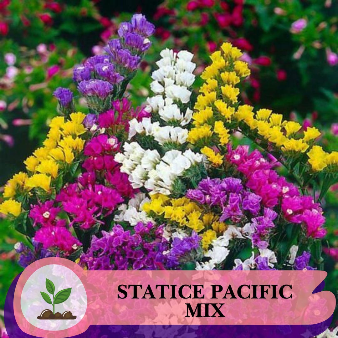 Statice Pacific Mix Seeds – 100 Non-gmo Limonium – Long-lasting Cut ...