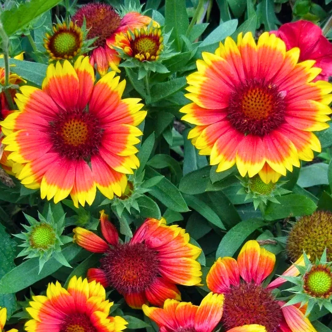 600 Indian Blanket Flower Seeds | Gaillardia Pulchella | Heirloom | Non ...